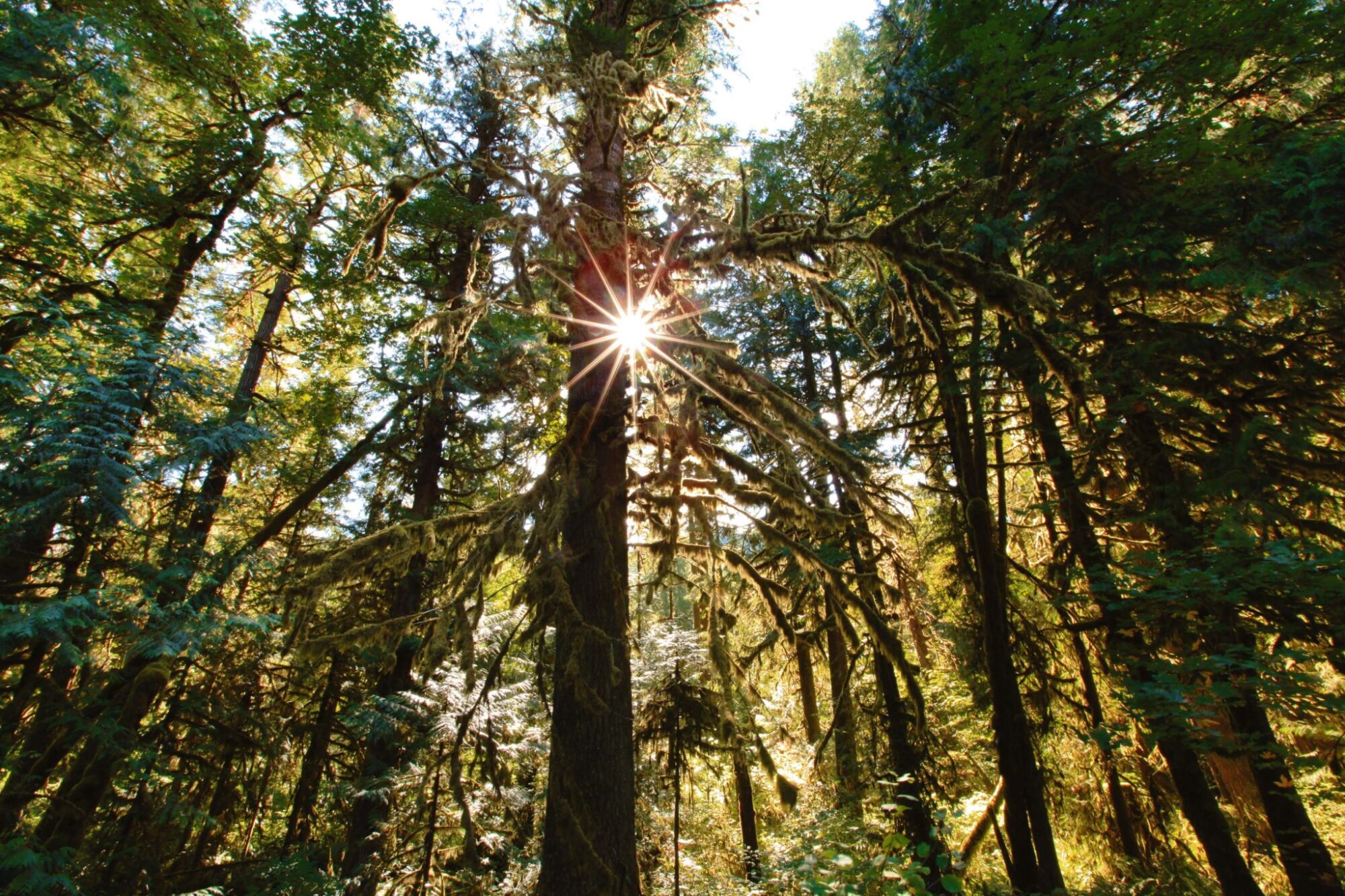 FOREST / TREES / PLANTS