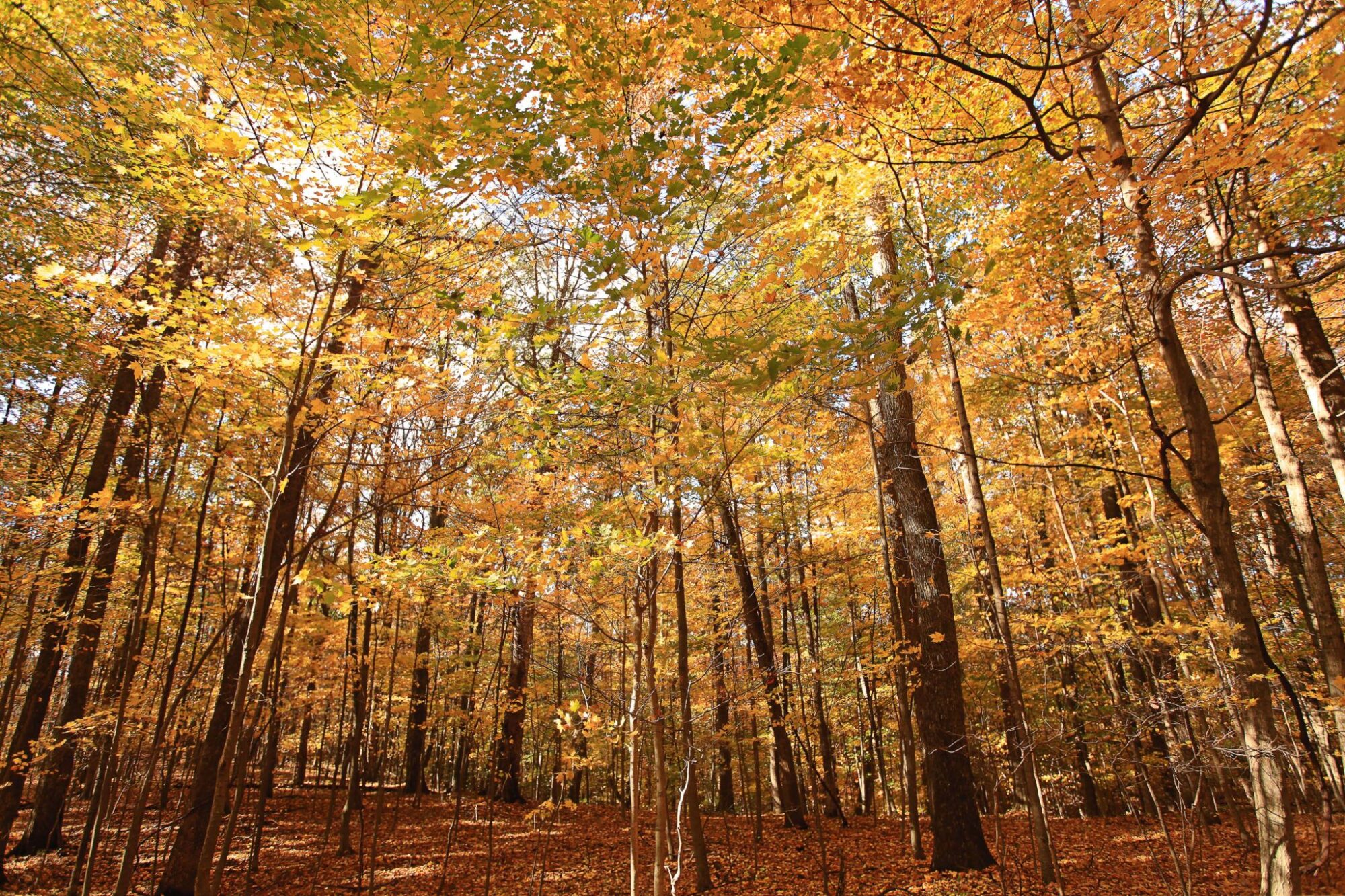 FOREST / TREES / PLANTS