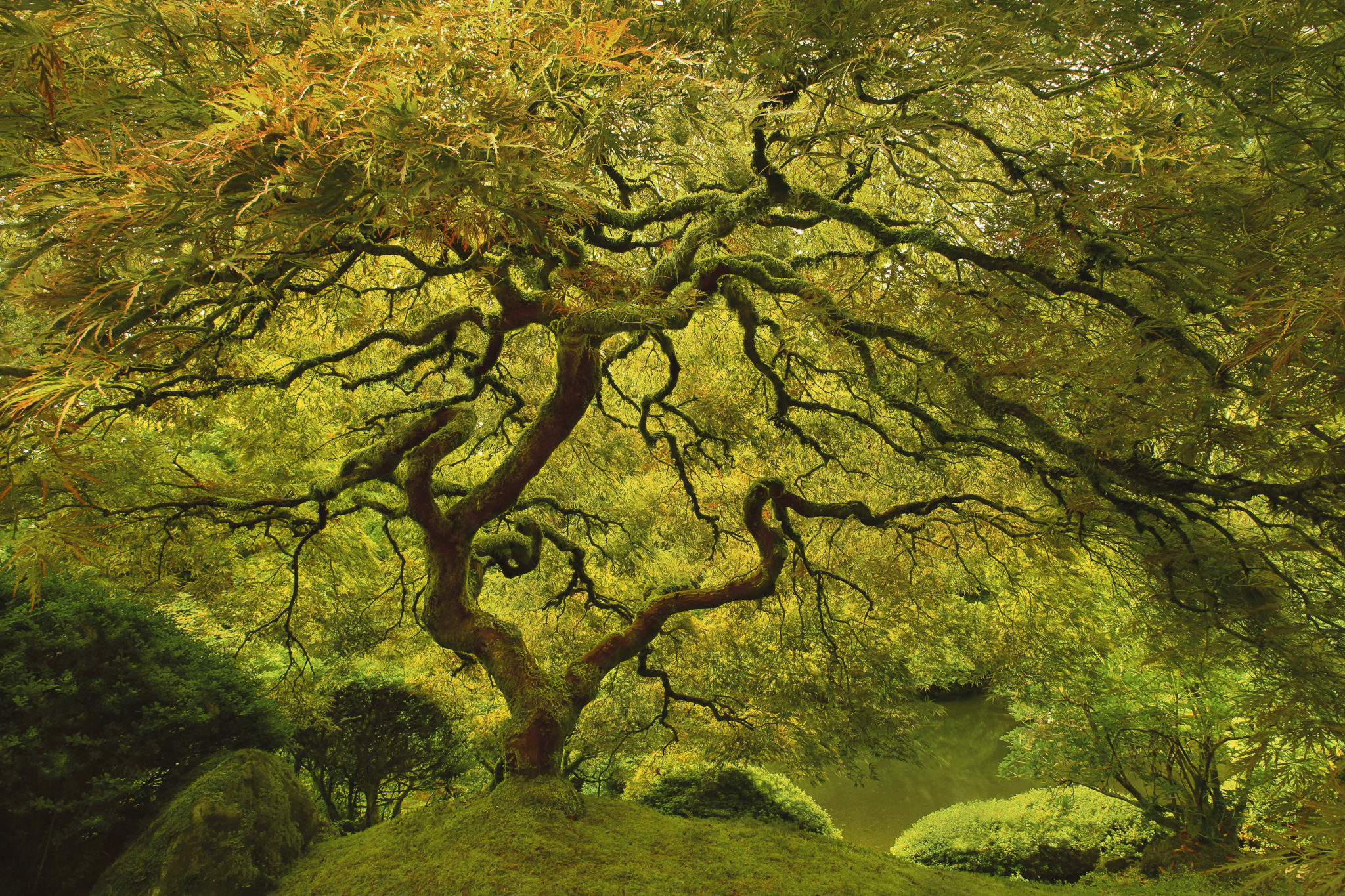 FOREST / TREES / PLANTS