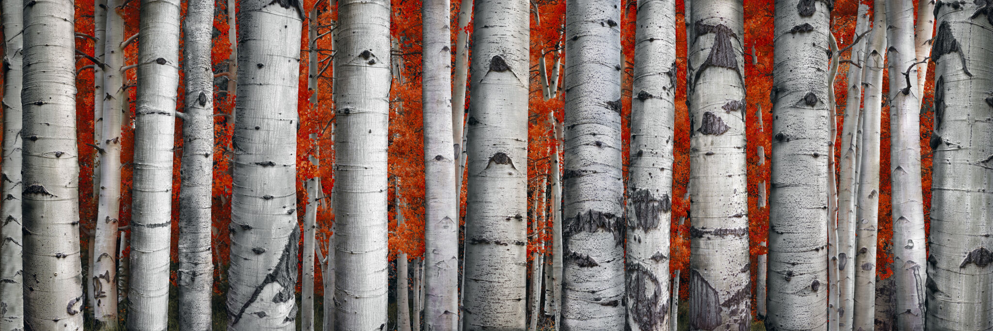 FOREST / TREES / PLANTS